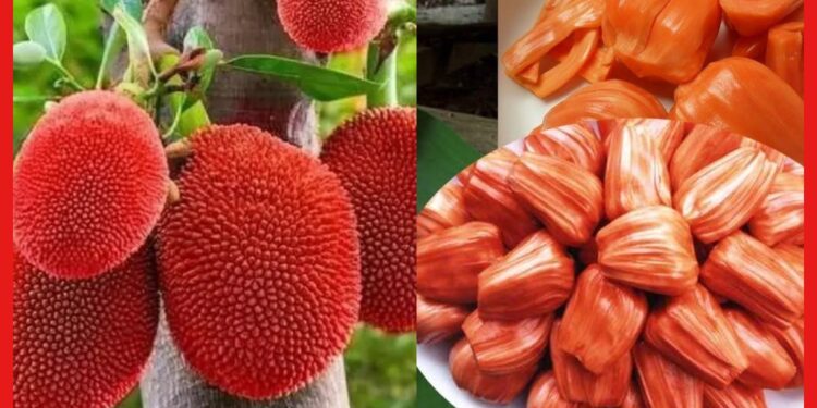 Red Jackfruit Farming : আঠা বিহীন উজ্জ্বল লাল রঙ, ভারতেও নজর কেড়েছে ...