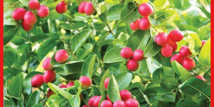 Karamcha Farming: টক-মিষ্টি স্বাদের জনপ্রিয় ফল, করমচা চাষও হতে পারে ...